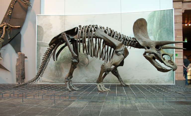 triceratops-paleontology-world
